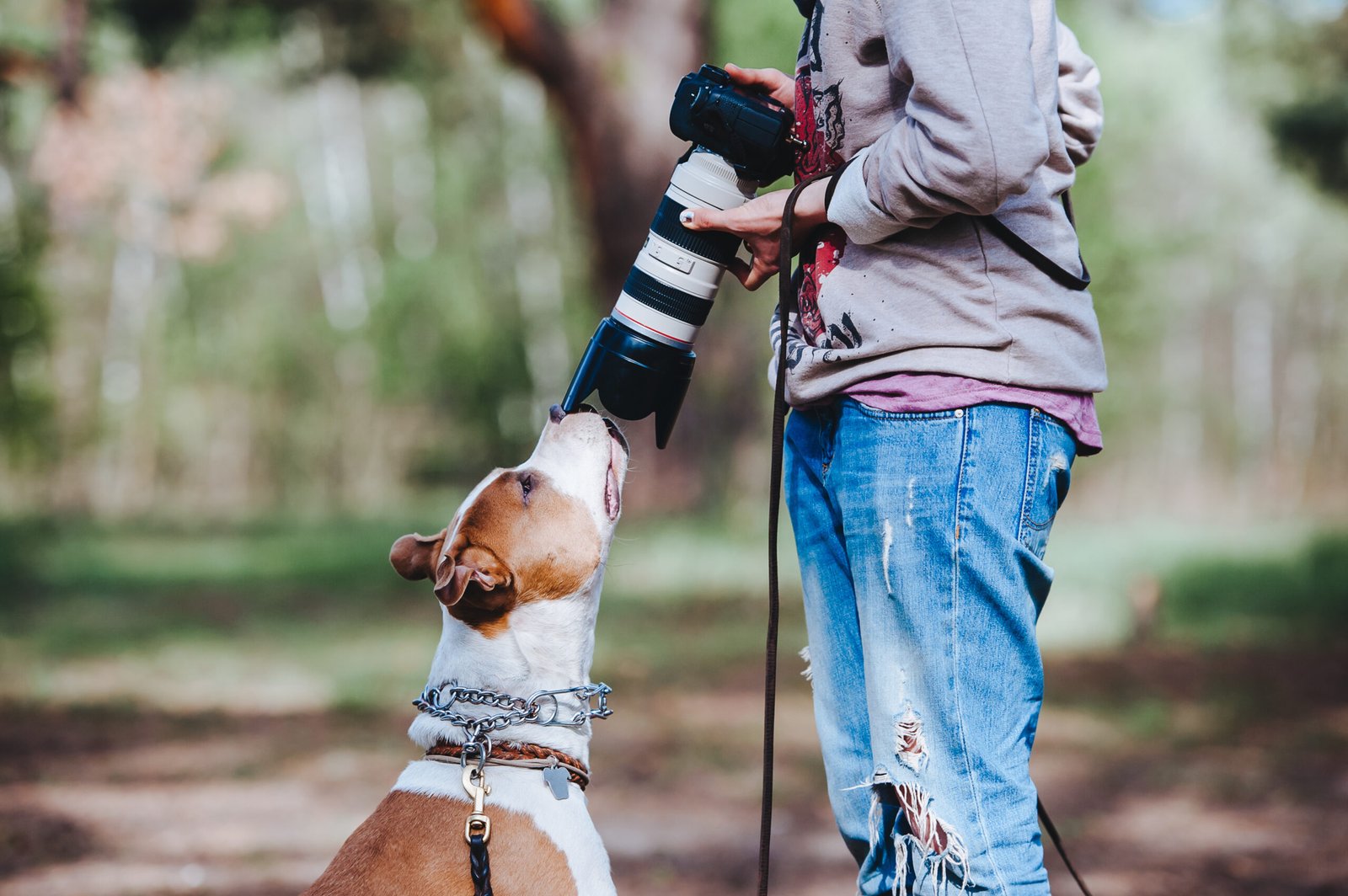 Pics Of Really Cute Dogs Are Possible To Capture - Life With My Dogs
