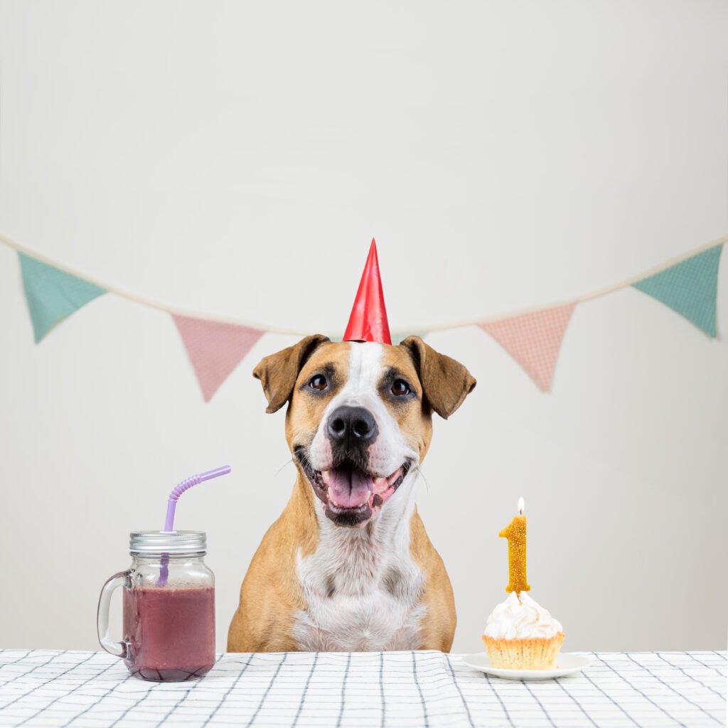 Fun Dog Birthday Party Ideas - Life With My Dogs