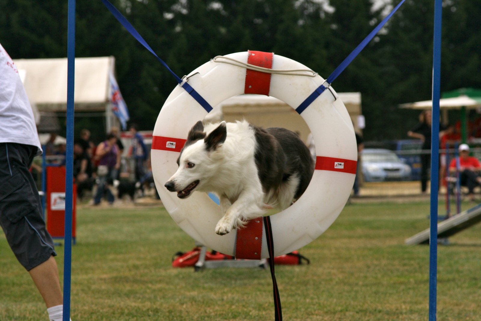 15 Fun Tricks to Teach Your Dog - Life With My Dogs