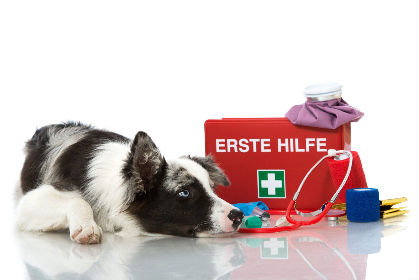 Pet First Aid Tips For Your Dog - Life With My Dogs