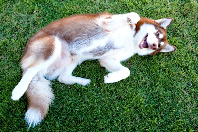 15 Fun Tricks to Teach Your Dog - Life With My Dogs