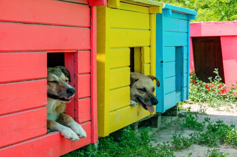 Types Of Dog Crates To Use - Life With My Dogs