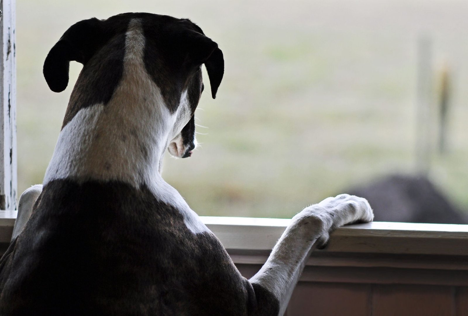 Dog Anxiety Treatment And Stress Relief - Life With My Dogs