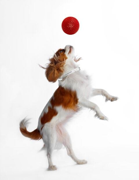 Cavalier Dogs As Pets For Families - Life With My Dogs