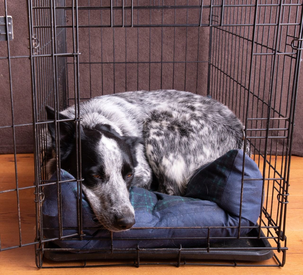 Crate Train A Dog, Top Tips - Life With My Dogs