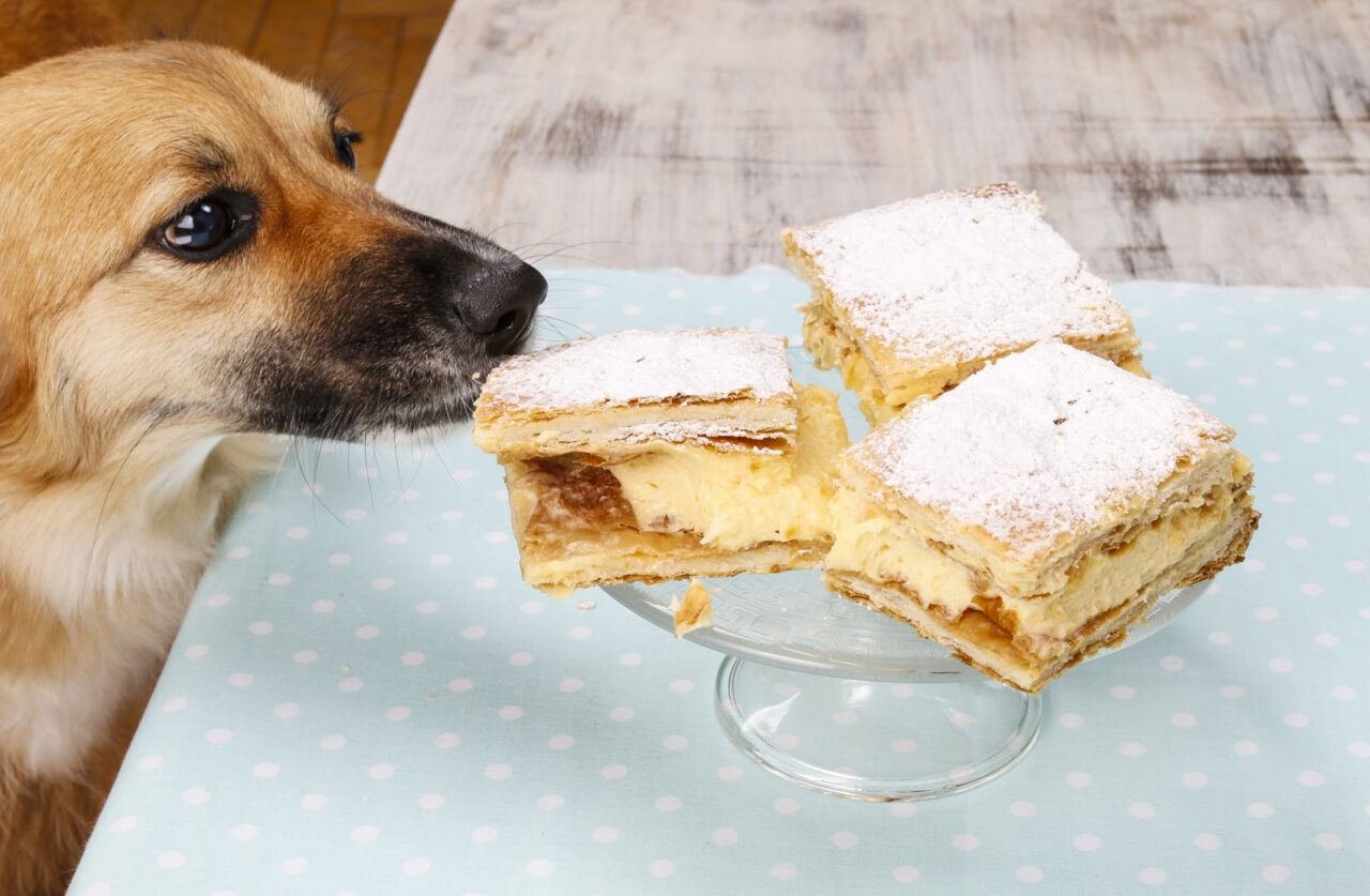 Thanksgiving Dinner For Dogs To Enjoy - Life With My Dogs
