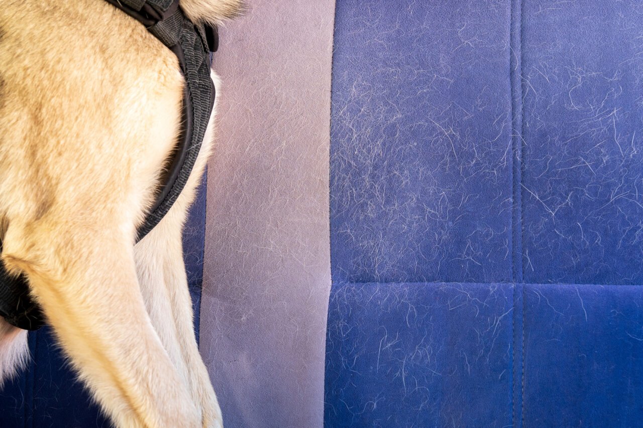 Dog Hair On Clothing and More - Life With My Dogs