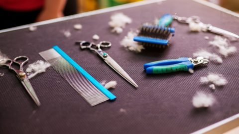 Essential Dog Grooming Tools for Home Use - Life With My Dogs