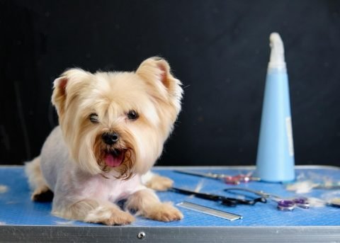 Essential Dog Grooming Tools for Home Use - Life With My Dogs