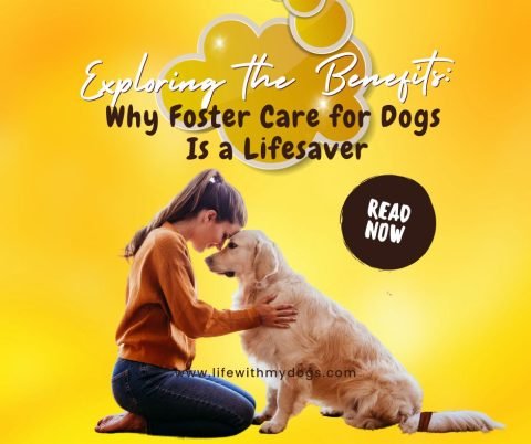 Exploring the Benefits: Why Foster Care for Dogs Is a Lifesaver - Life ...