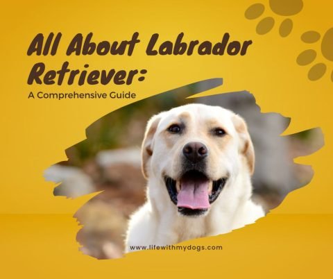 All About Labrador Retriever: A Comprehensive Guide - Life With My Dogs