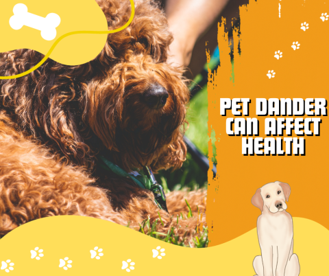 How to Reduce Pet Dander Especially for Dogs - Life With My Dogs