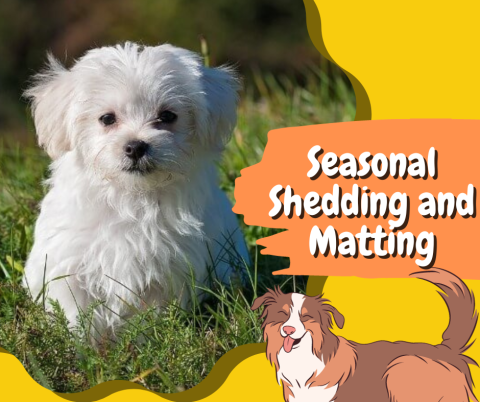 Matted Dog Hair: Tips for Grooming & Prevention