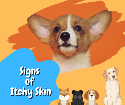 Itchy Skin on Dogs How to Manage Them - Life With My Dogs