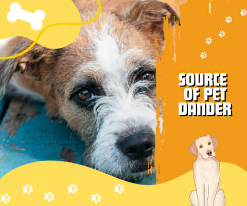 How to Reduce Pet Dander Especially for Dogs - Life With My Dogs