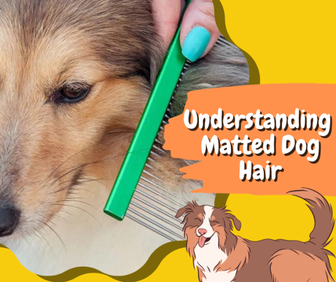 Matted Dog Hair: Tips for Grooming & Prevention