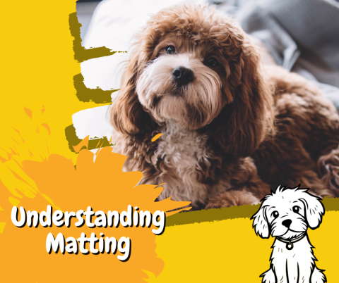 Preventing and Managing Matted Dog Hair - Life With My Dogs