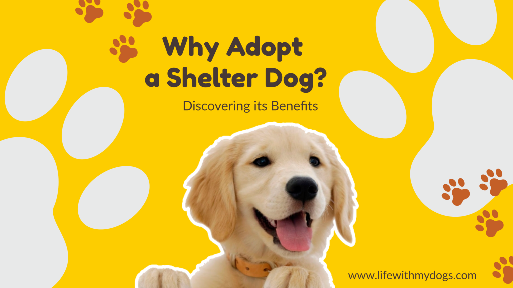 Why Adopt a Shelter Dog? Discovering its Benefits - Life With My Dogs