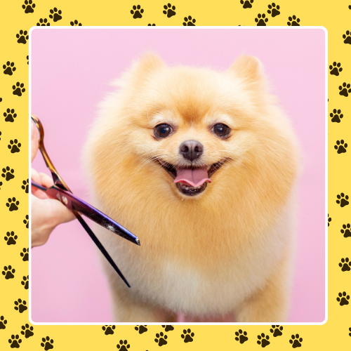Guide to Sanitary Trims for Dogs - Life With My Dogs