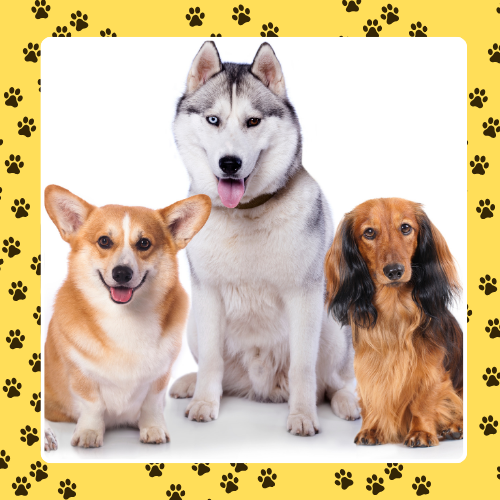 Guide to Sanitary Trims for Dogs - Life With My Dogs