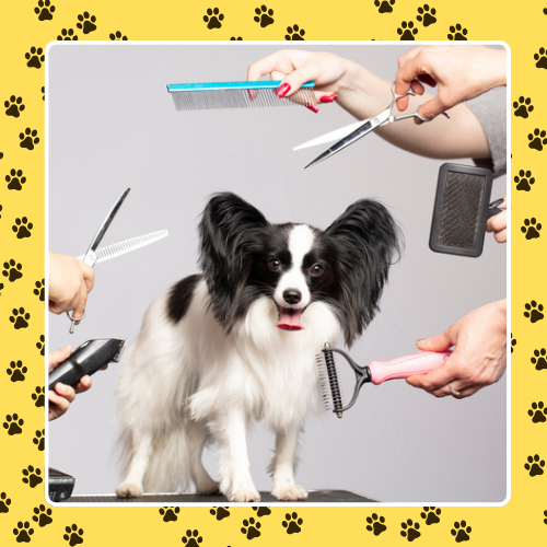 Guide to Sanitary Trims for Dogs - Life With My Dogs