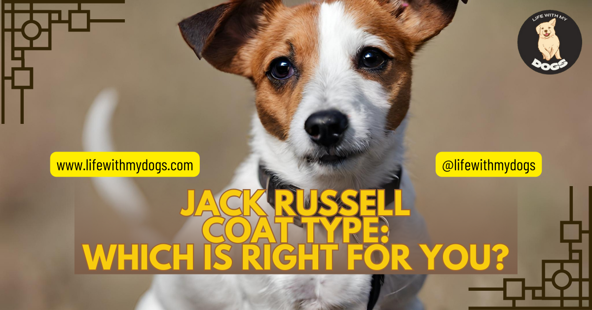 Jack Russell Coat Type: Which is Right for You? - Life With My Dogs