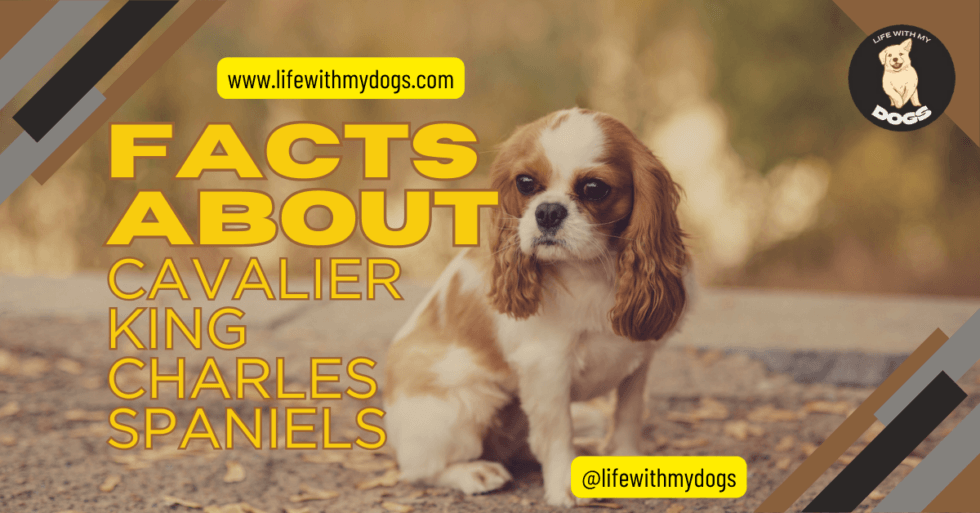 Facts About Cavalier King Charles Spaniels - Life With My Dogs