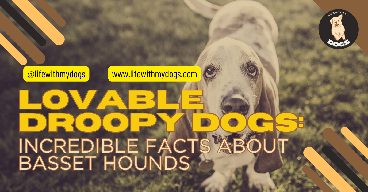 Lovable Droopy Dogs: Incredible Facts About Basset Hounds - Life With My Dogs