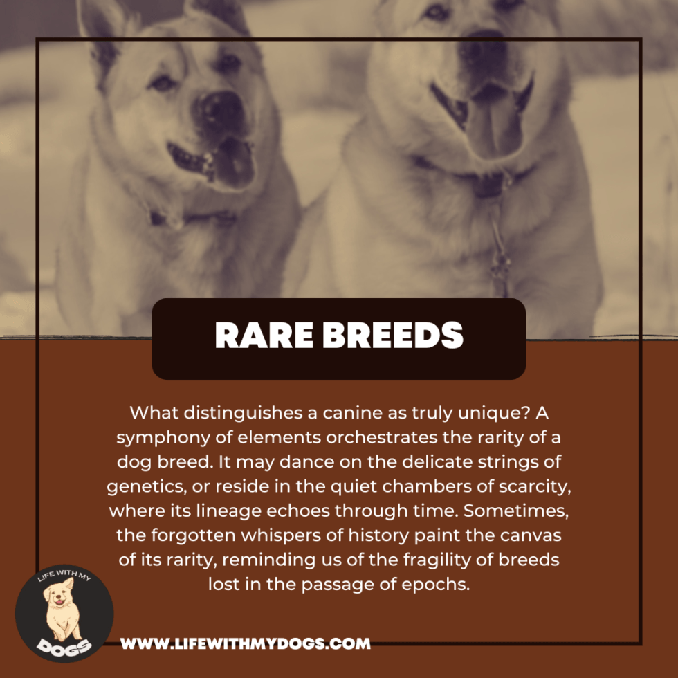 Beyond the Ordinary: Exploring 23 Rare AKC Dog Breeds - Life With My Dogs
