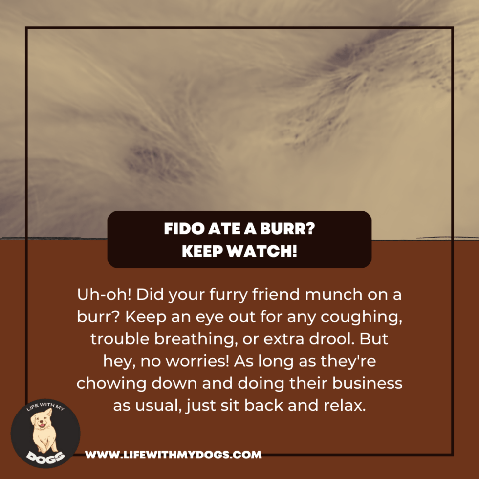 How Do I Get Sticker Burrs out of My Dog's Coat? - Life With My Dogs