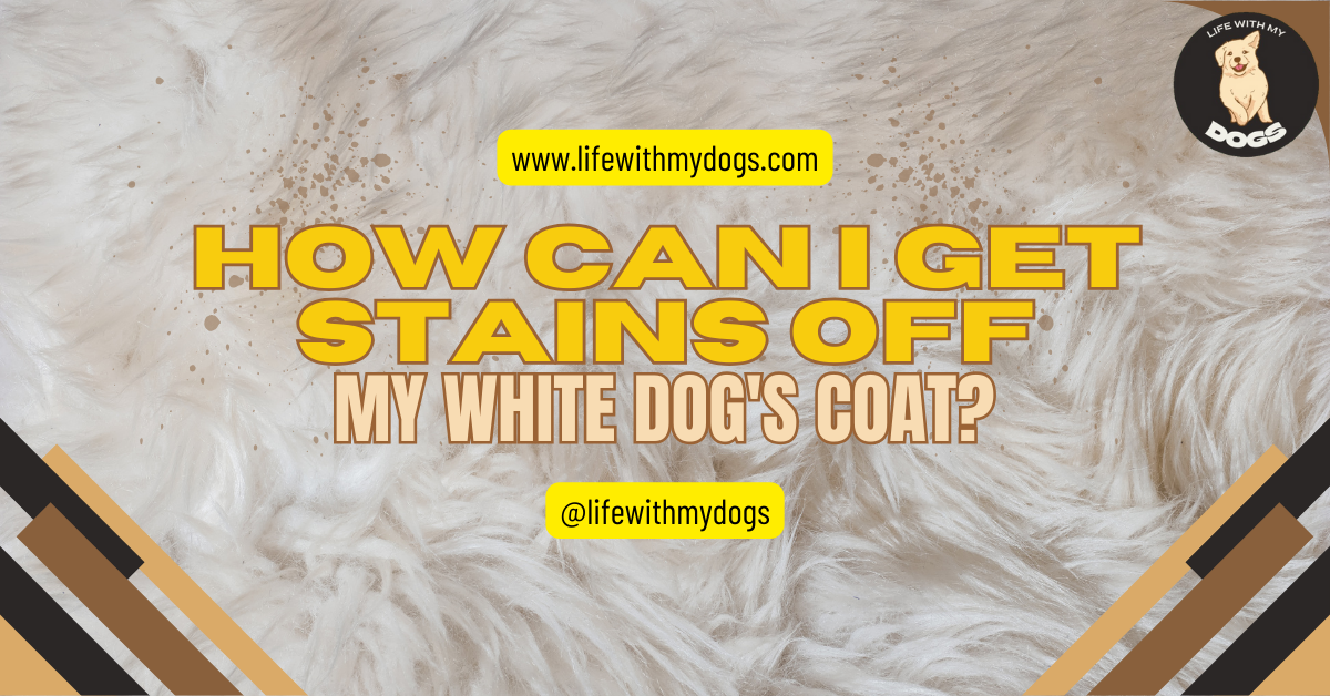 How Can I Get Stains Off My White Dog's Coat? - Life With My Dogs