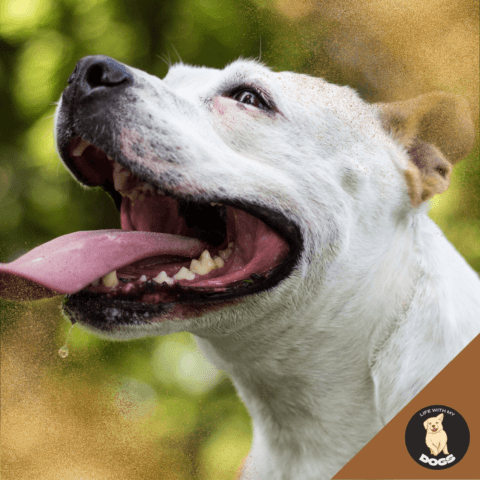 How Do I Clean Dog Drool From My Dog's Coat? - Life With My Dogs