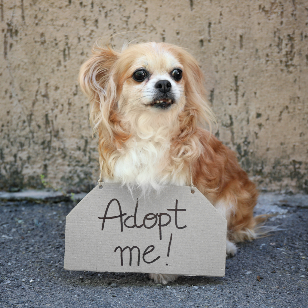 Supporting Animal Welfare: Adopting Multiple Dogs In Need - Life With ...