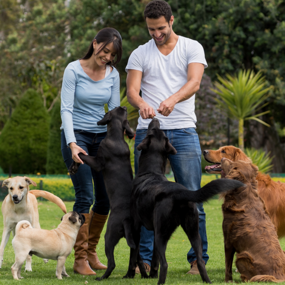 Supporting Animal Welfare: Adopting Multiple Dogs In Need - Life With ...