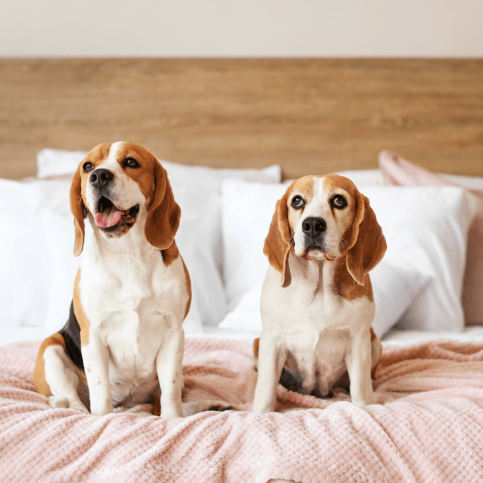 Breed-Specific Considerations for Multi-Dog Homes: Ensuring Harmony ...