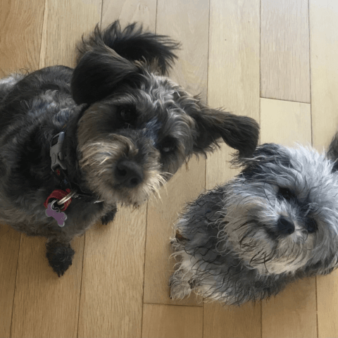 Breed-Specific Considerations for Multi-Dog Homes: Ensuring Harmony ...