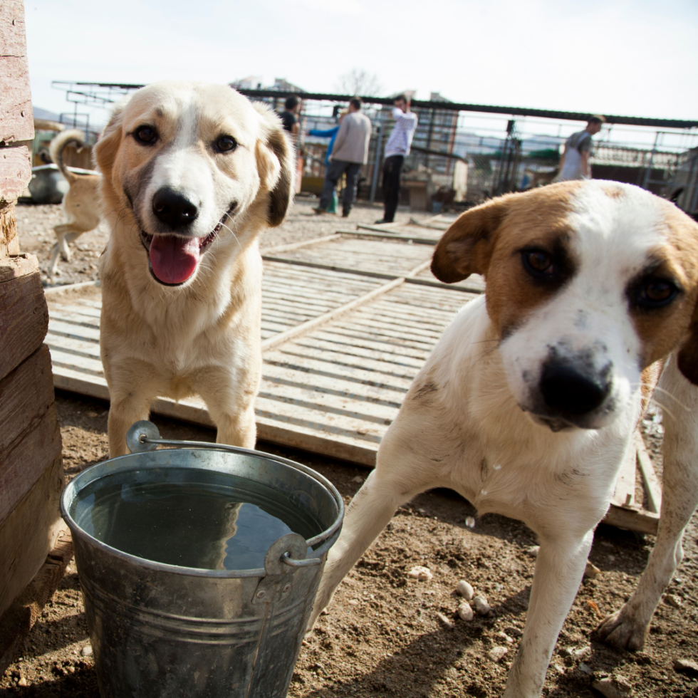 Supporting Animal Welfare: Adopting Multiple Dogs In Need - Life With ...