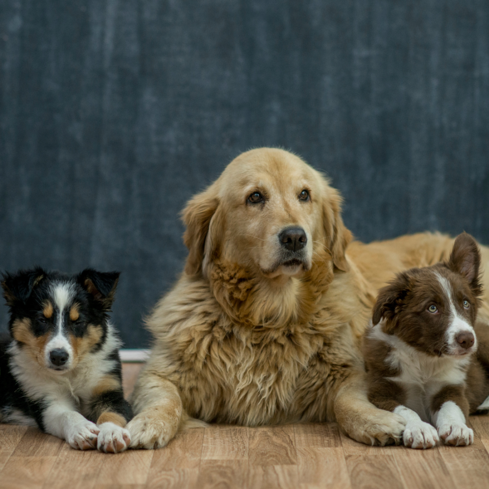 Supporting Animal Welfare: Adopting Multiple Dogs In Need - Life With ...
