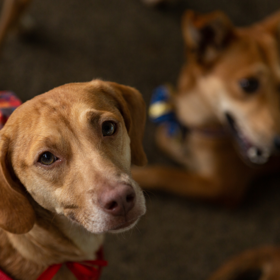 Supporting Animal Welfare: Adopting Multiple Dogs In Need - Life With ...