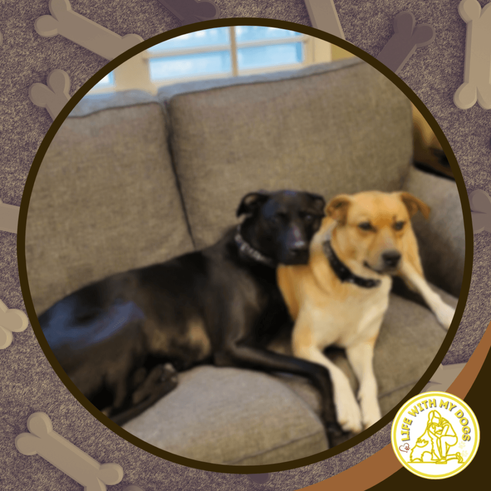 Breed-Specific Considerations for Multi-Dog Homes: Ensuring Harmony ...
